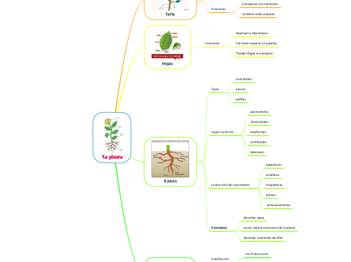 La planta - Mind Map